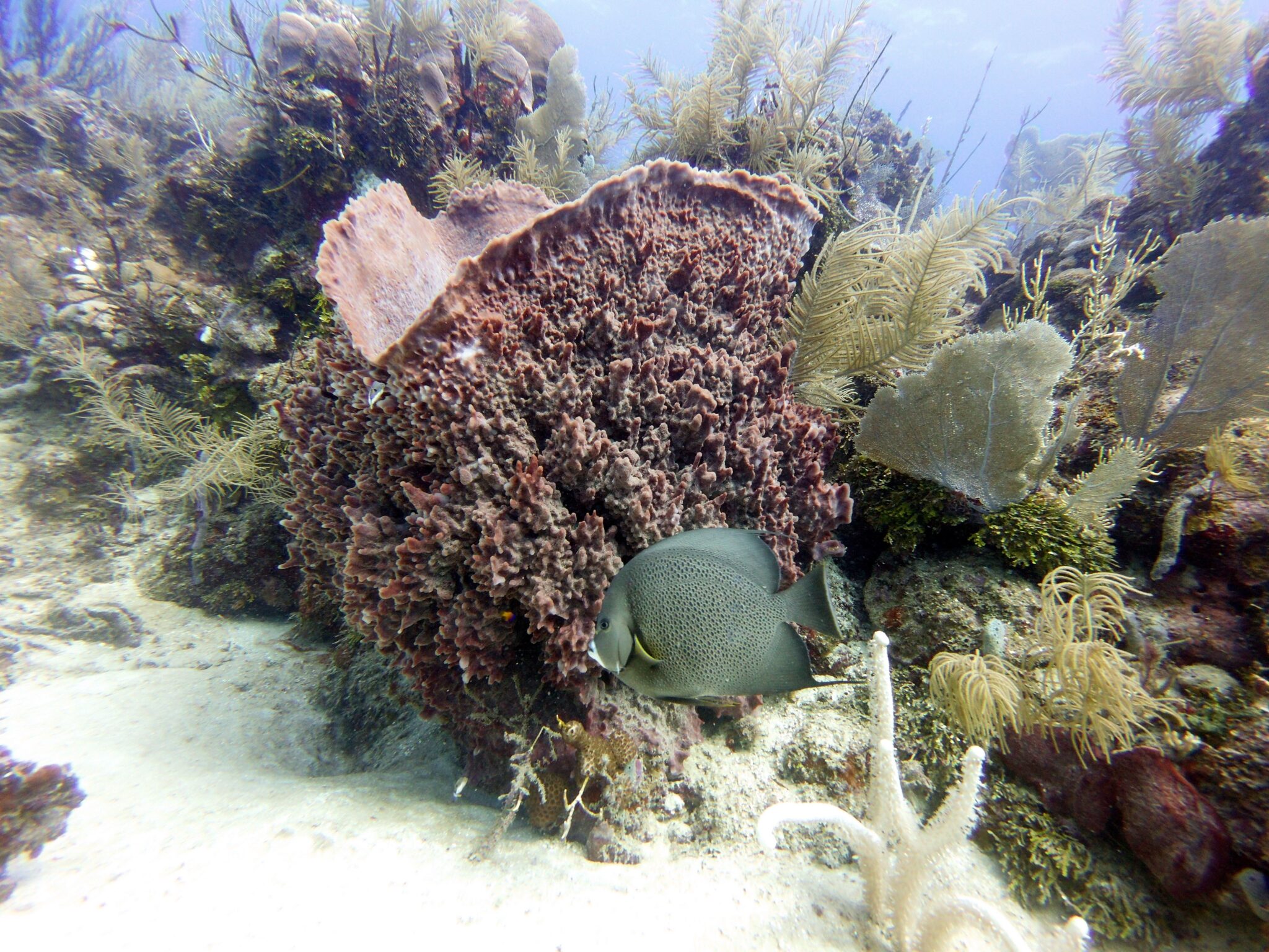 Welcome back to Roatan and The Mayan Princess Beach Resort!! – Salem Scuba