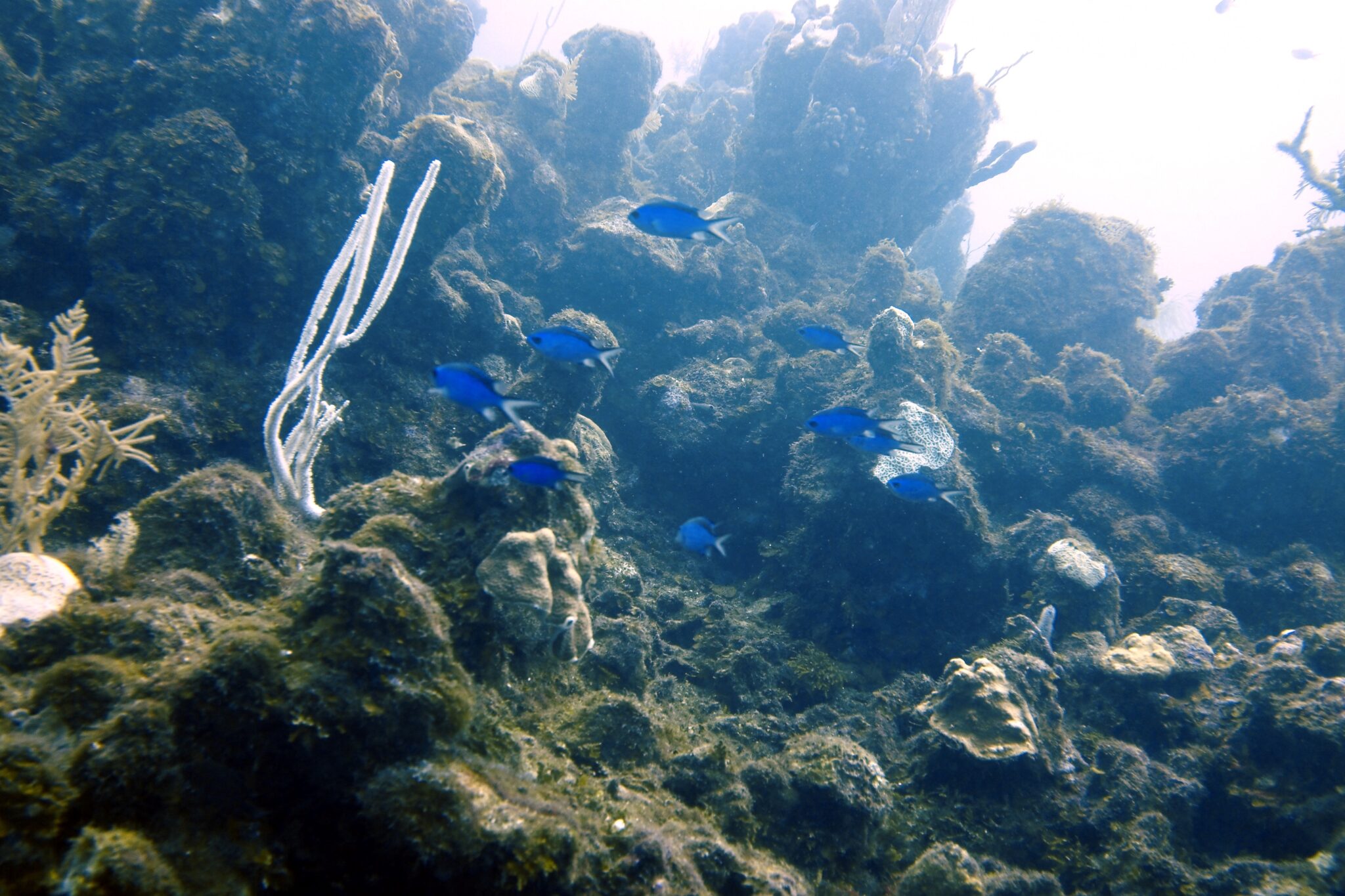 Welcome back to Roatan and The Mayan Princess Beach Resort!! – Salem Scuba